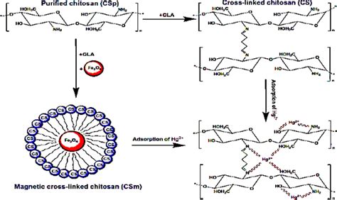 Schematic Representation Of The Cross Linking Reaction Of Chitosan With