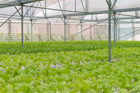 Co Inoculation Of Glomus Intraradices And Trichoderma Atroviride Acts As A Biostimulant To