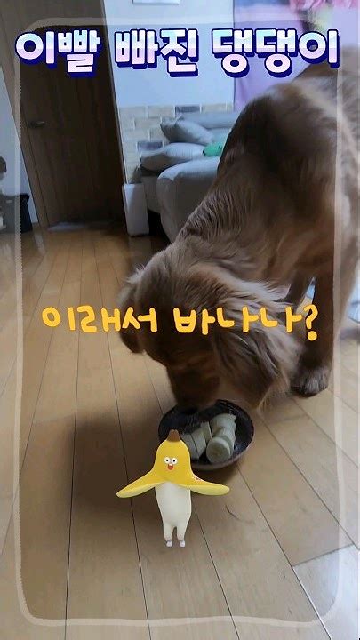 이빨 빠져 밥먹기 힘든 댕댕이 ㅜㅜ 바나나로 연명하기 Youtube