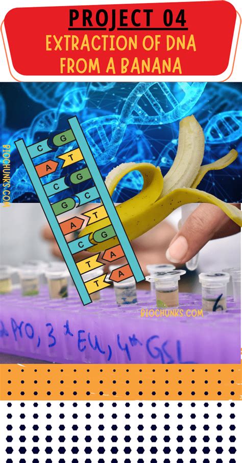 Extraction Of Dna From A Banana Biology Notes Cbse Ncert Life Sciences Notes