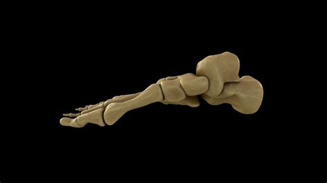 인간의 발 뼈 3d 모델 15 Unknown 3ds C4d Fbx Obj Free3d