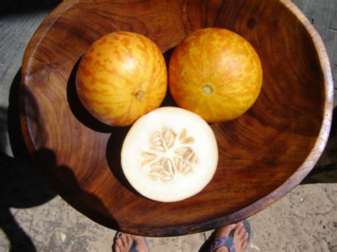 Melon Spanspek Tigger 12 Seeds Sandveld Organics