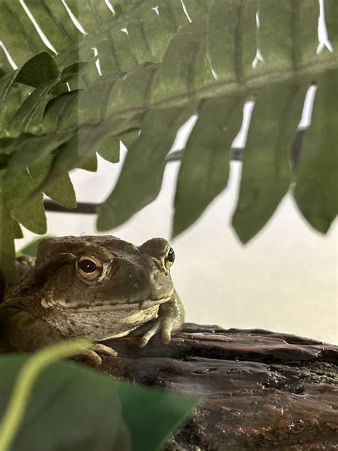 My First Toad Meet Albert Aka Big Al He Is A Colorado River Toad I