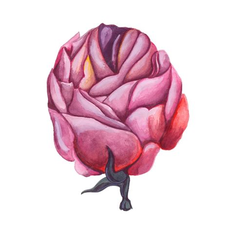 추상 꽃 요소 핑크 수채화 배경 일러스트 고해상도 무료 사진 무료 벡터