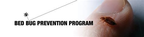 Bed Bugs Prevention Tips At Debra Cunningham Blog