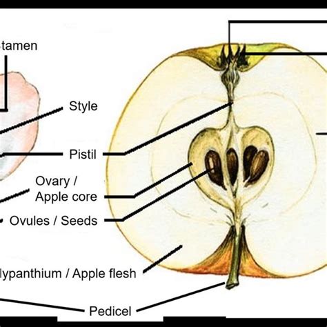 Anatomy Of An Apple Flower And A Ripe Apple Download Scientific Diagram