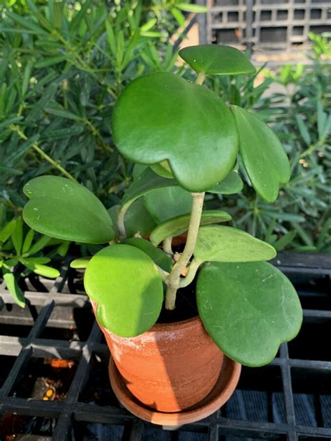 Cuidados De La Hoya Kerrii La Planta Corazón Jardinatis