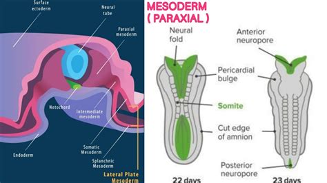 Mesoderm Paraxial Mesoderm Derivatives Youtube