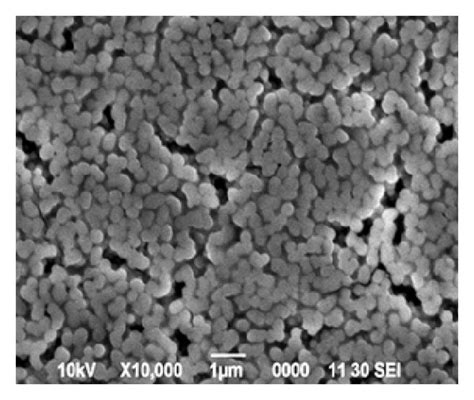 Sem Micrograph Of A Cellulose Film Cellulose Film Doped With B Download Scientific Diagram
