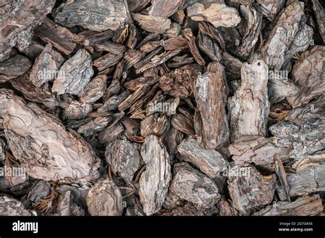 Mulching Flowerbed With Pine Tree Bark Mulch As Background Heap Of Dry Pine Tree Bark Pieces