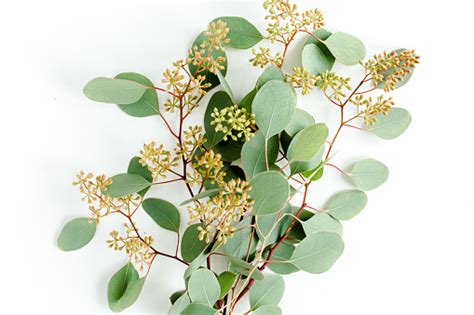 녹색 유칼립투스 가지와 흰색 배경에 열매의 형태로 과일을 잎 플랫 레이 상단 보기 0명에 대한 스톡 사진 및 기타 이미지 0명 개념 건강관리와 의술 Istock