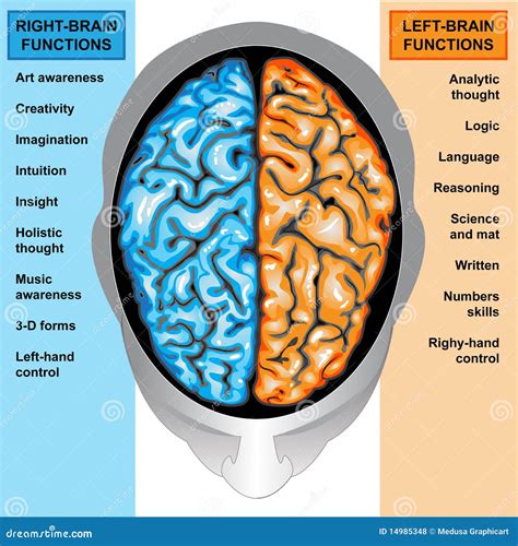 Human Brain Left And Right Functions Stock Illustration Illustration