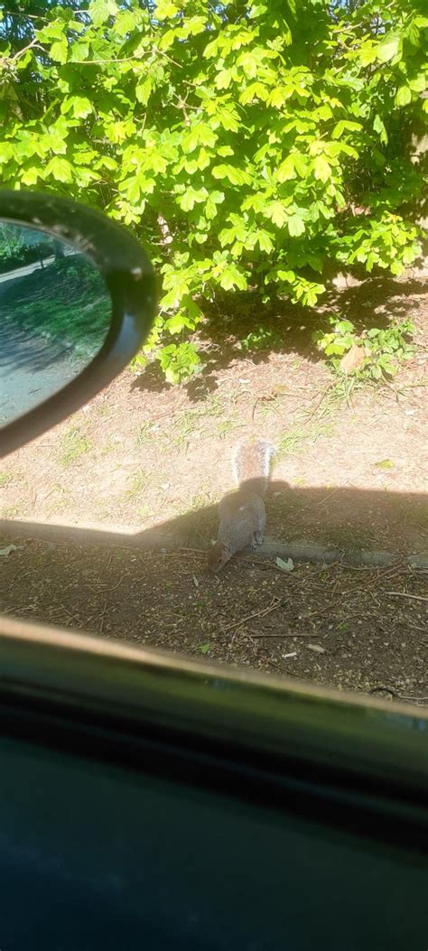 I Made Friends With This Squirrel Is It Possible To Sex Them From These Pictures R Squirrels