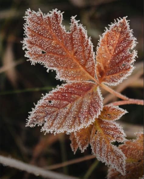 Ellen Tyn 🇷🇺 Flowers Autumn Cozy Garden