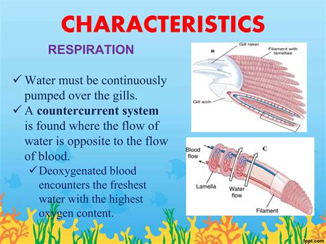 Class Actinopterygii And Class Sarcopterygii Pptx