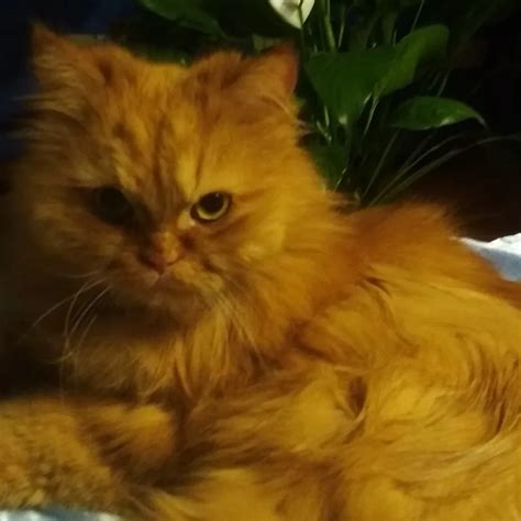 Мужская компрессионная футболка для бега Nike | AliExpress