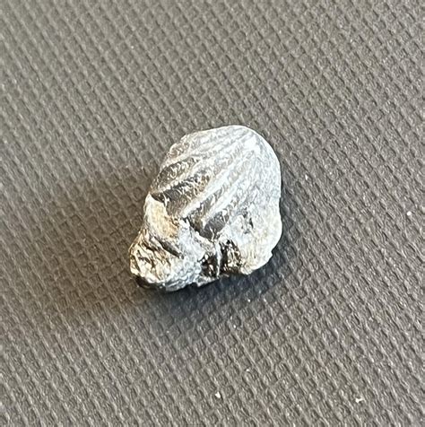 Bivalve Fossils In Appalachians What Species Are These Rfossilid
