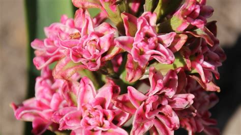 13 Fragrant Hyacinth Varieties To Plant Now For Spring