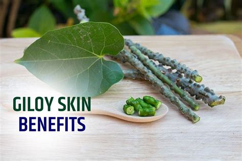 Benefits Of Using Giloy Giloy Benefits And Side Effects Yofu