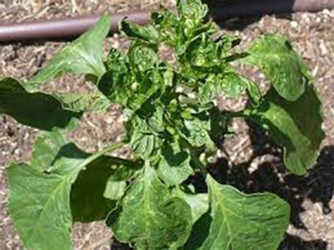 Ако връхните листа на пипера се къдрят Български Фермер