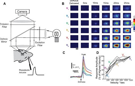 Figure 1 From Response Reliability Observed With Voltage Sensitive Dye Imaging Of Cortical Layer