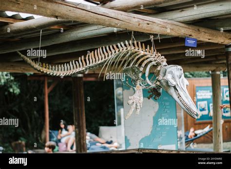 Preserved Skeleton Of A Bottlenose Dolphin Intricately Detailed And