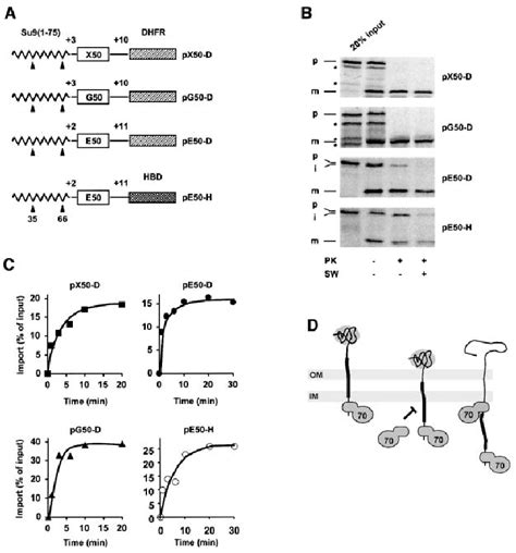 Preproteins Containing Polyg Or Polye Are Imported Into Mitochondria Download Scientific