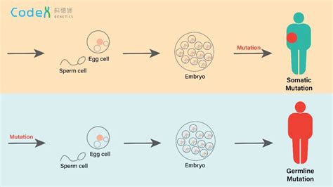 gene mutation vs chromosome mutation know the differe