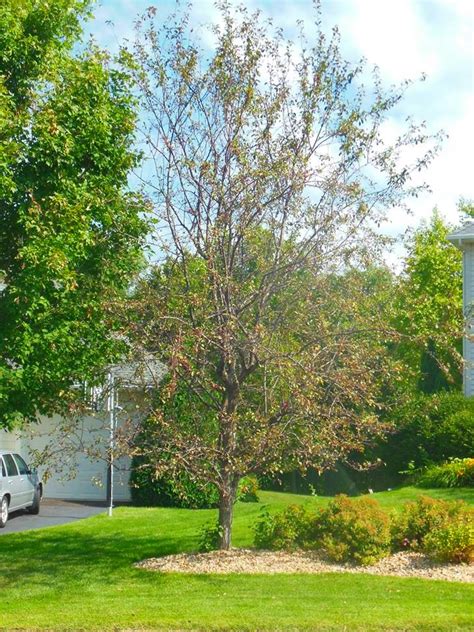 Apple Scab And Your Crabapple Trees — Shadywood Tree Experts And Landscaping