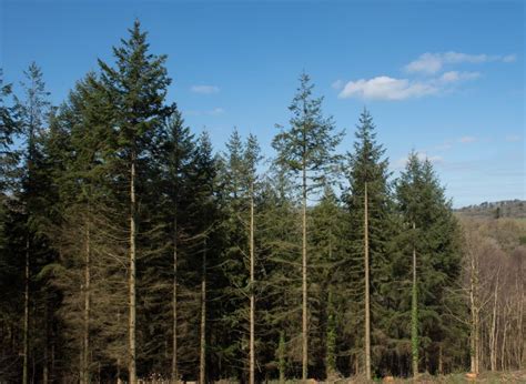 Tall Pine Tree Pine Trees 12 Bulk Pack Tall