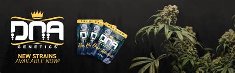 Dna Genetics Cannabis Seeds