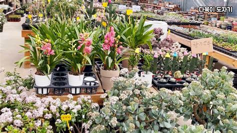 남사화훼단지 예일다육이농원 향기염좌 호접란 다육이 Youtube