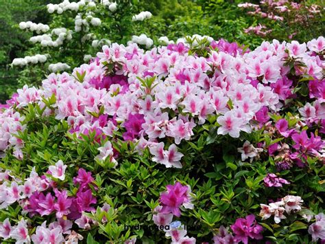 11 Gorgeous Flowering Shrubs To Add To Your Garden Hydrangea Love