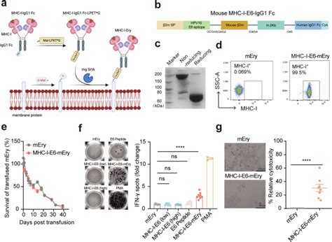 开发用于癌症治疗的红细胞 Mhc I 偶联物 Cell Discovery X Mol
