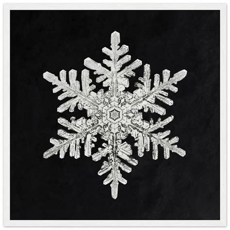 Snowflake Vintage 19th Century Photograph Photo Reproduction Art