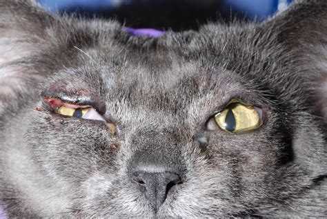Why Is My Eyelid And Under Eye Swollen In Cats