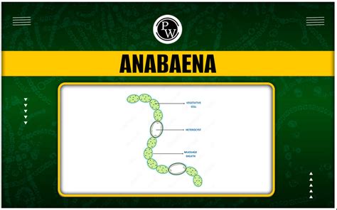 Anabaena Classification Structure Function And Example