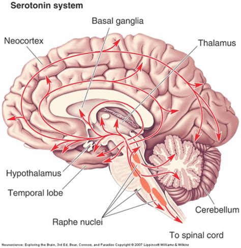 Behavioral Neuroscience Diffuse Modulatory Systems And Motivation