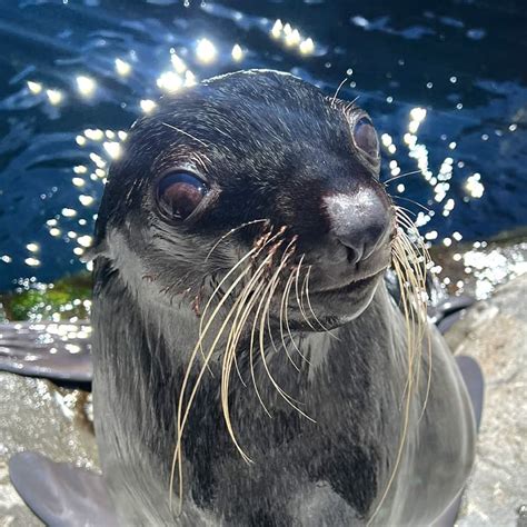 River Otter Seattle Aquarium