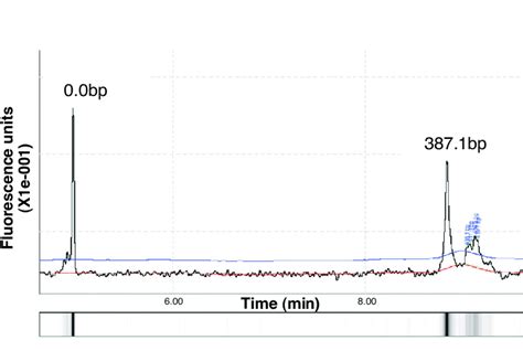 Capillary Electrophoresis Of Androgen Receptor Gene Locus The Download Scientific Diagram