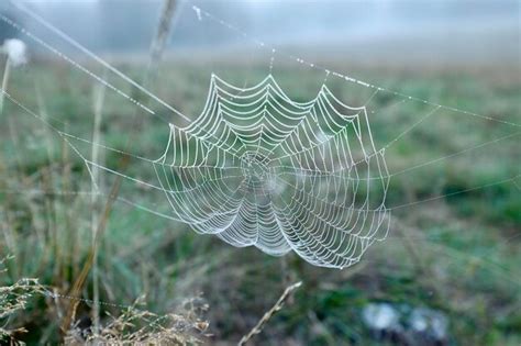 Premium Photo Focus On Foreground