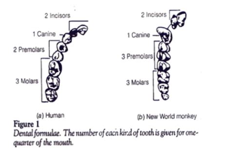 Primates Flashcards Quizlet