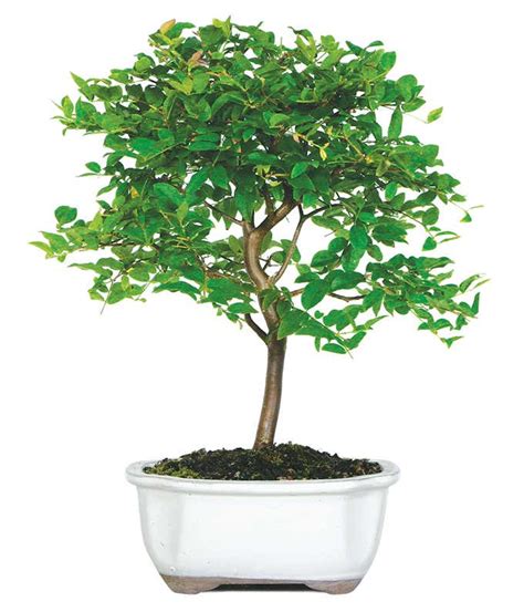Jaboticaba Bonsai Tree At From You Flowers