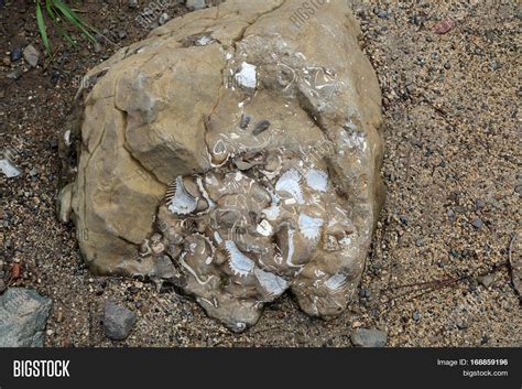 Fossilized Seashells Image And Photo Free Trial Bigstock