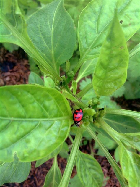 Ladybug On Chard Lara Venezuela Photo Of The Day Havana Times
