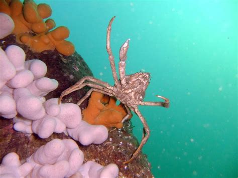 A Sea Toad Aka Spider Crab Doing A Bit Of Posing On A Wall At Thrummie