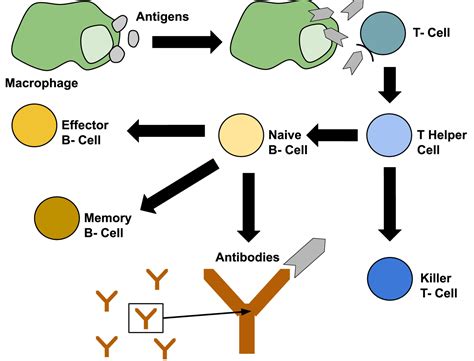 Immune Response Chart