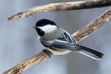 Close Up Photography Of A Black Capped Chickadee On A Tree Branch