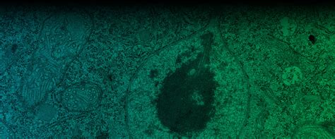 GitHub Janelia Cellmap Cellmap Segmentation Challenge Repository Of