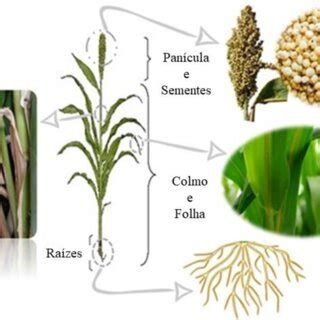 Ilustração Das Estruturas Vegetativas E Reprodutivas Do Sorgo Fonte